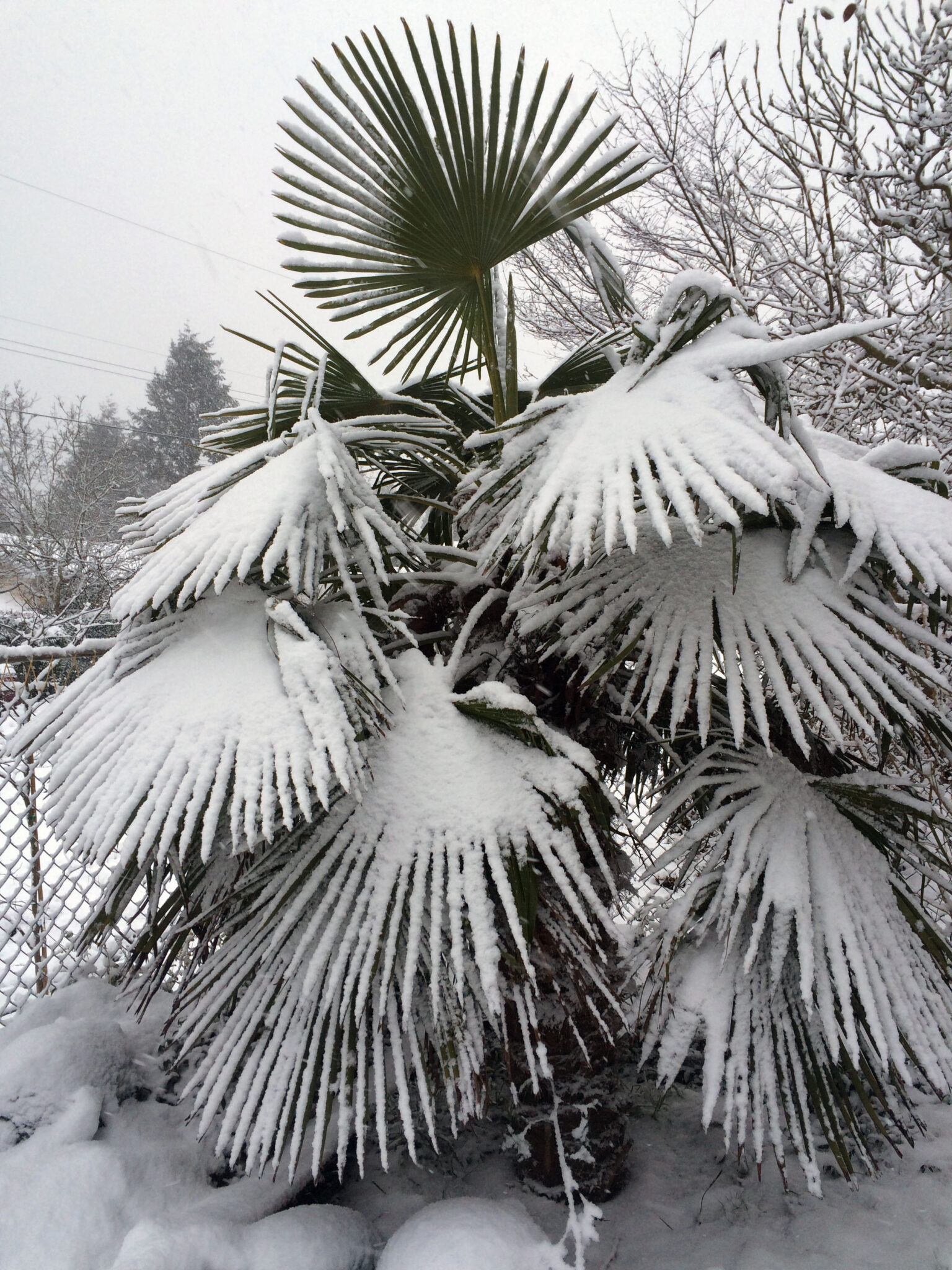 Windmill Palms Planting and Care – Wild for Windmill Palms